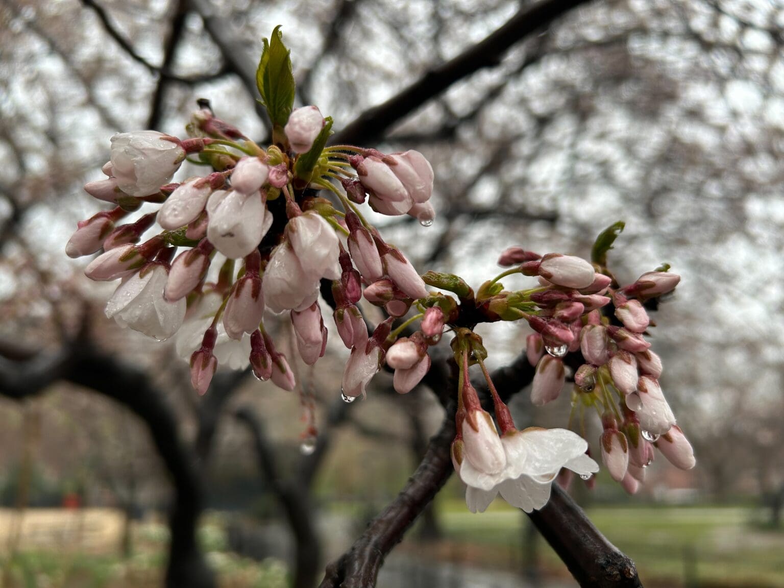 Japanese Ornamental Cherries: Colonialism, Diplomacy, Phenology, and ...